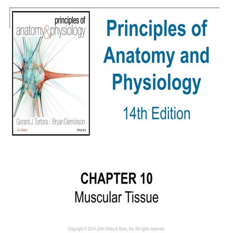 Chapter 10 anatomy and physologiy muscular tissues | PDF