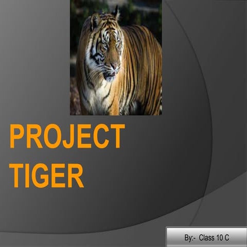 10 C project tiger.pptx