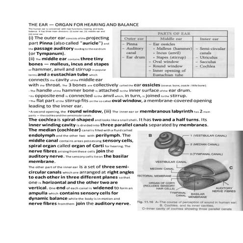 Physiology of hearing and balance | PPTX