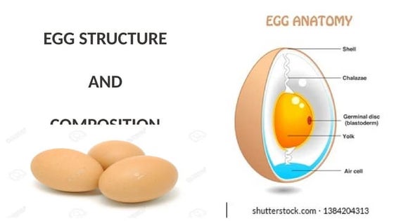 Egg composition.pptx