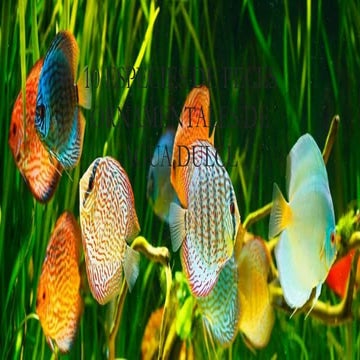 10 tipos de peces ornamentales | PPTX