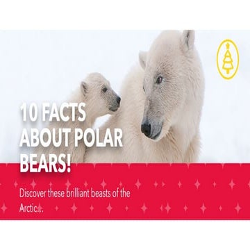 10 facts about polar bears nat geo kid.pptx