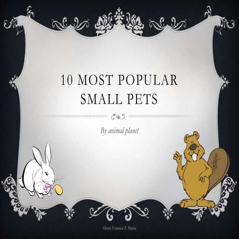 10 most popular small pets | PPT