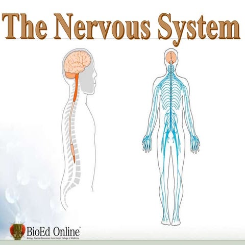 10 NERVOUS SYSTEM.pptx