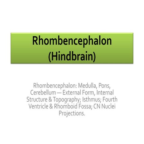 Аnatomy_neuroanatomy_10_Rhombencephalon.pdf