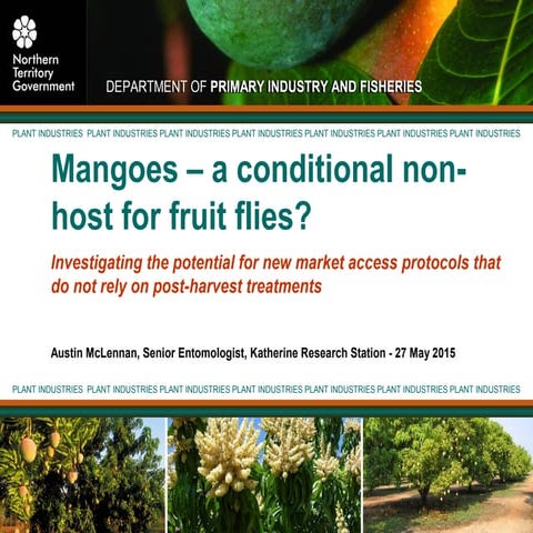 Mangoes – a conditional non-host for fruit flies? - Presentation from ...