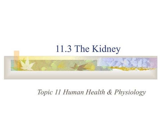 Topic 11.3 the kidney & osmoregulation notes | DOCX