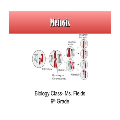 What is Meiosis, Ms. Fields? - An explanation of meiosis | PPT