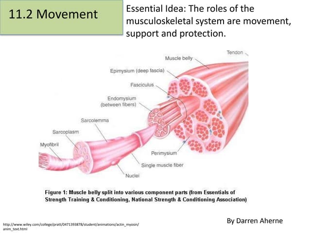 Muscle contraction Higher Level Biology IB
