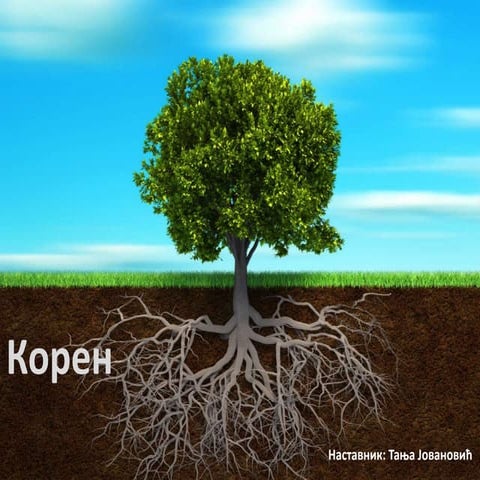 Gradja biljaka | PPTX