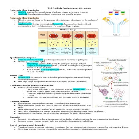 11.1-11.4 Animal Physiology (AHL) Notes | PDF