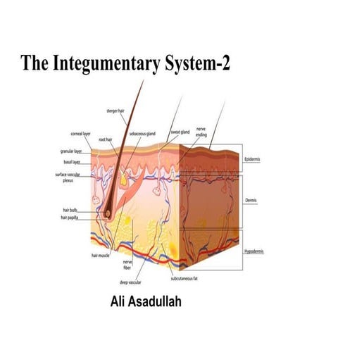 Integumentary Histology | skin |Histology of Skin| Histology of ...