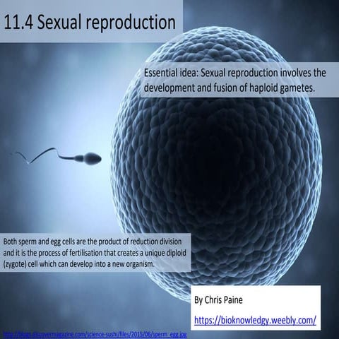 11.4 sexual reproduction (1).pptx