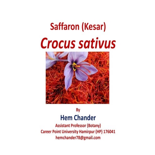11. Saffron.pdf