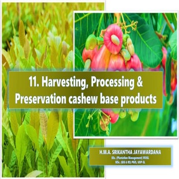 Harvesting, Processing and preservation of cashew-base products | PPTX