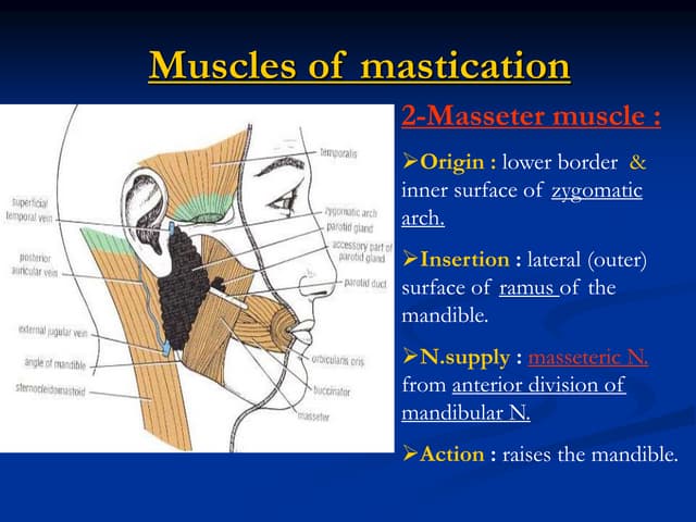 Muscles of mastication & TMJ Dr.N.Mugunthan | PDF
