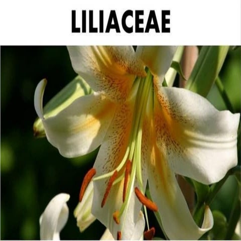 11. Liliaceae that's very amazing ppt for information of plant | PPTX