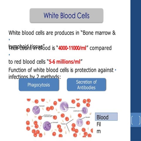 11- White Blood Cells.pptx blood disorders | PPTX