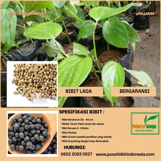 0822.2083.0527 (Tsel) Pengadaan Harga Bibit Lada Bersertifikat | PPT