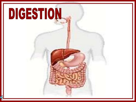 Anatomy Digestive System starting from mouth to excretion.ppt