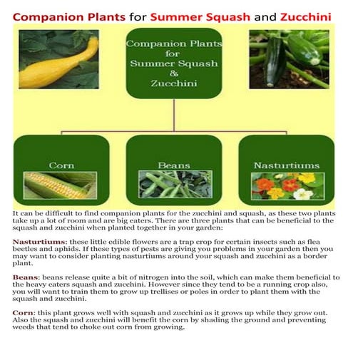 Companion Plants for Summer Squash and Zucchini | PDF