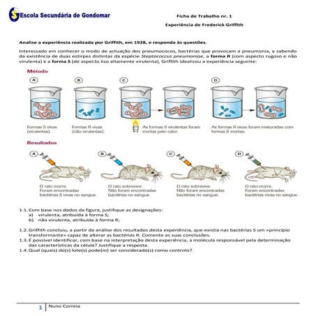 Ficha de Trabalho nr 1 - Experiência de Frederick Griffith | PDF
