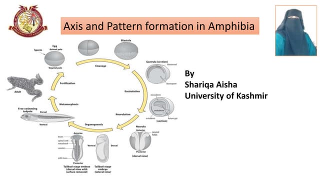 Types of embryosac | PPTX