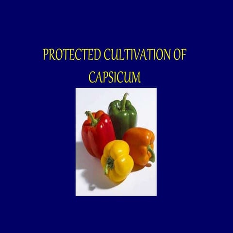11b.Protected cultivation of capsicum.ppt