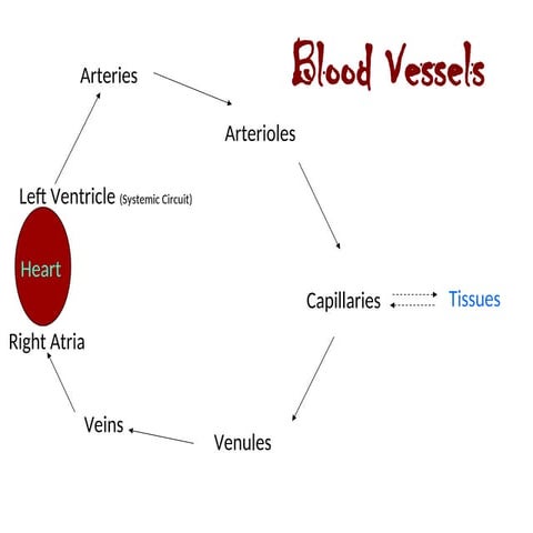 #11 Blood Vessels.ppt Blood Vessels presentation | PPT