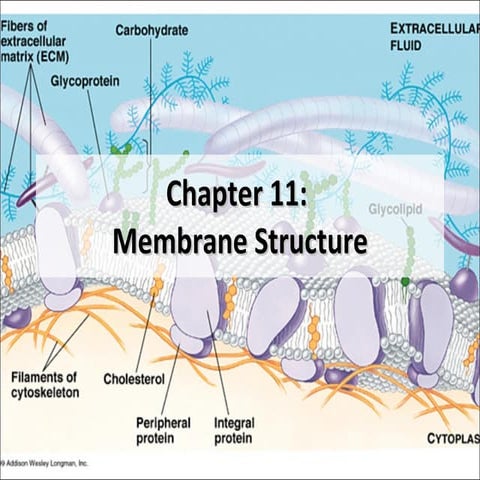 11 cell bio membrane structure_post | PPT