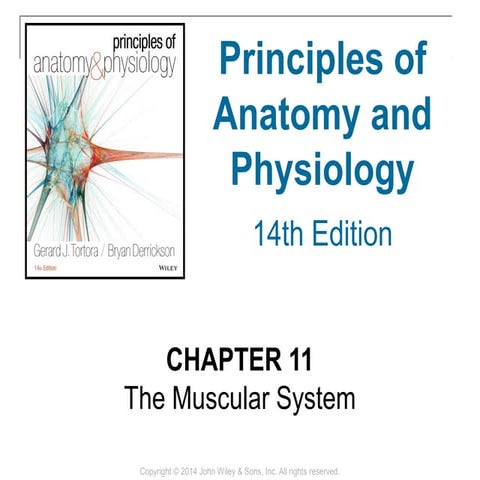 11 [chapter 11 the muscular system] | PPT
