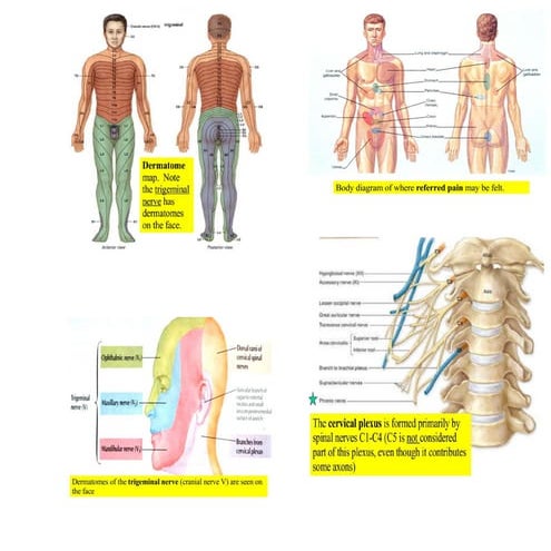 Dermatomes Face