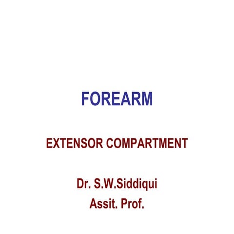 forearm extensor compartment | PPT