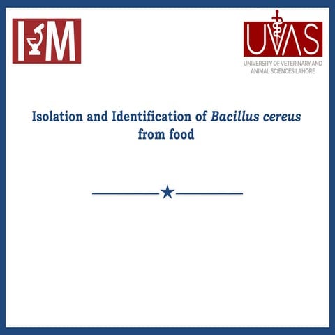 11 Isolation Identification B cereus.pdf