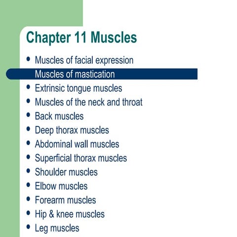 11 muscles | PPT | Death, Injury, or Military Conflict | Sensitive Topics