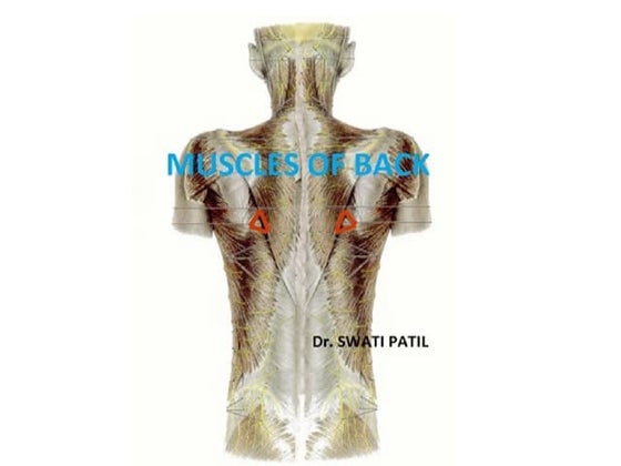Anatomy of back muscle | PPTX | Death, Injury, or Military Conflict ...