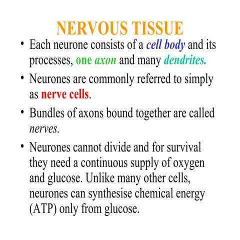 11 nervous tissue | PPT