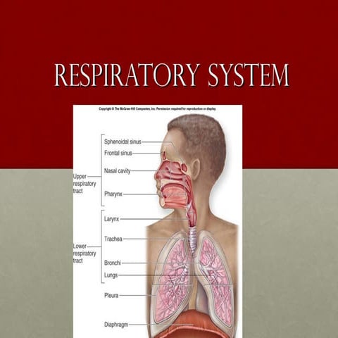 Respiratory system anatomy | PPT