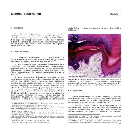 11 tegumen pdf estudo | PDF