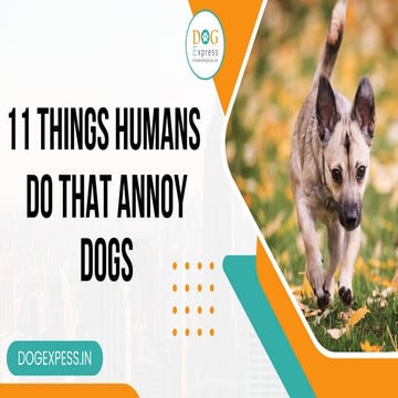 11 Things Humans Do That Annoy Dogs | PDF