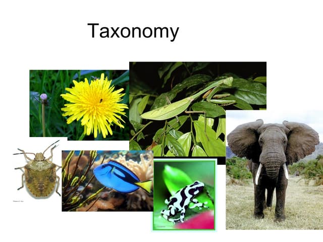 Identification of Fish Species | PPTX