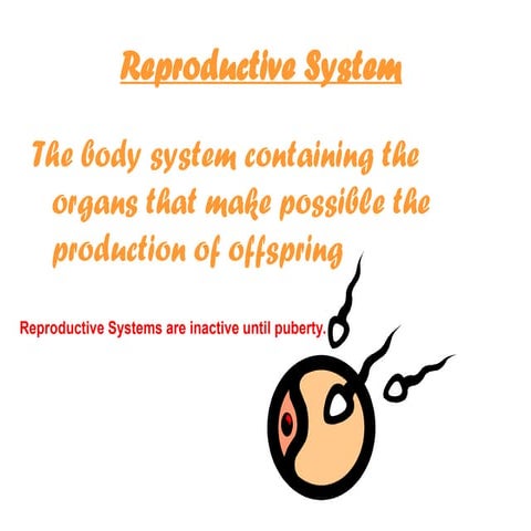 12-13 Female Reproductive System PowerPoint.ppt