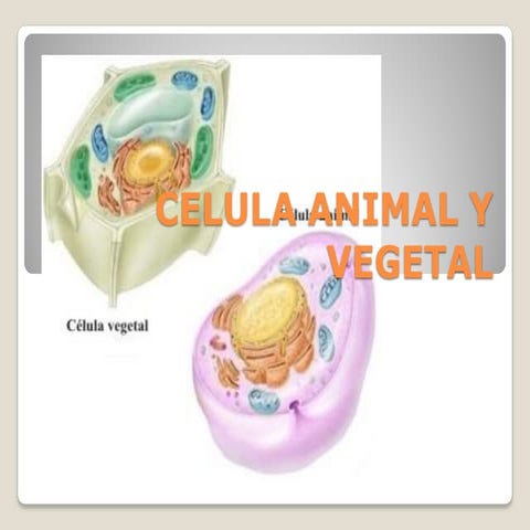 Organelas celulares | DOC