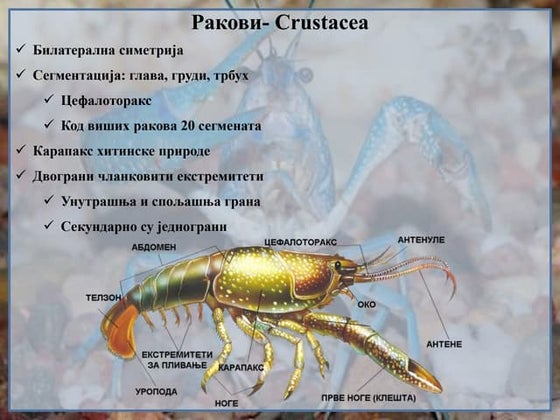 7. Valjkasti crvi | PPT