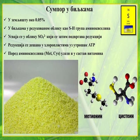 12. Sumpor, fosfor i drugi elementi u biljkama | PPT