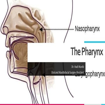 Muscles of Pharynx | PPTX