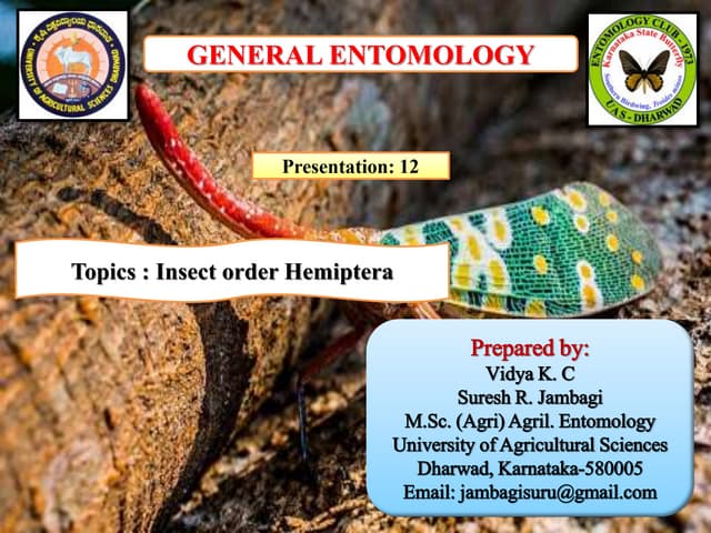Insect respiratory system | PPTX