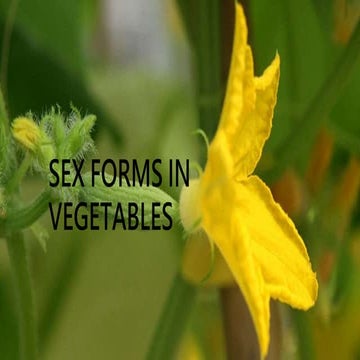 Sex Expression In Cucurbits Pptx