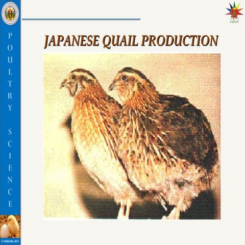 12._JAPANESE_QUAIL_REARING presentation in poultry science animal ...