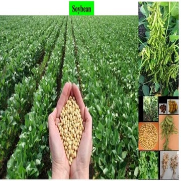 12. Soybean.pptx notes for Under Graduate students | PPTX